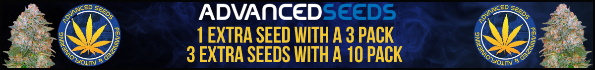 Cali Weed Seeds Cannabis Seeds | Discreet Seeds